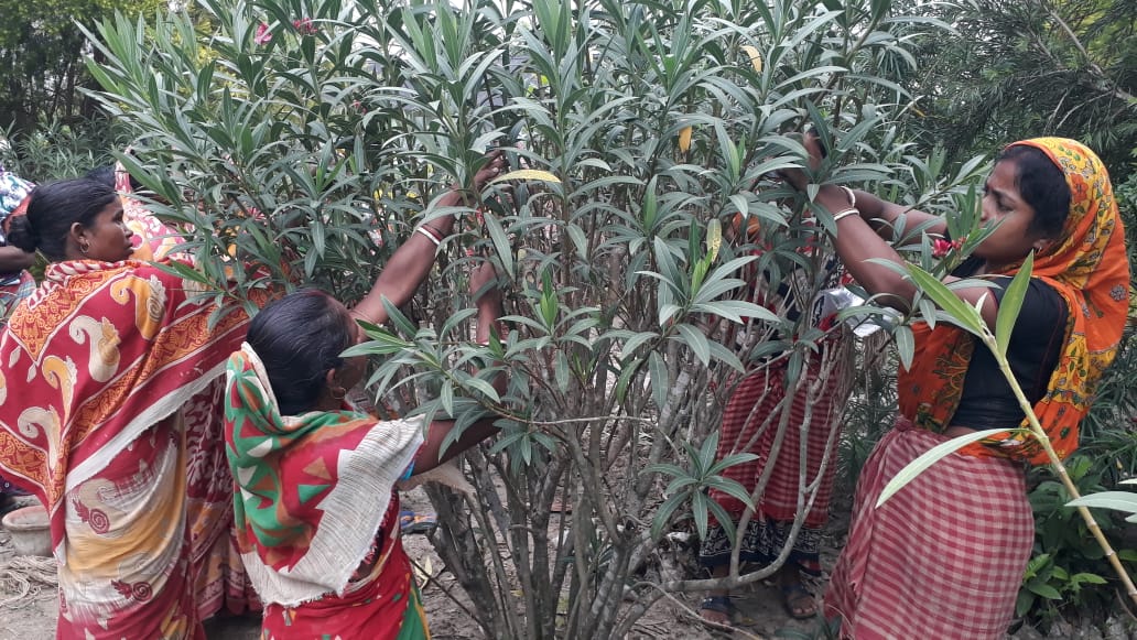 Grafting Of Oleander (karabi) Flower Is Going On At Mukti Nursery ...
