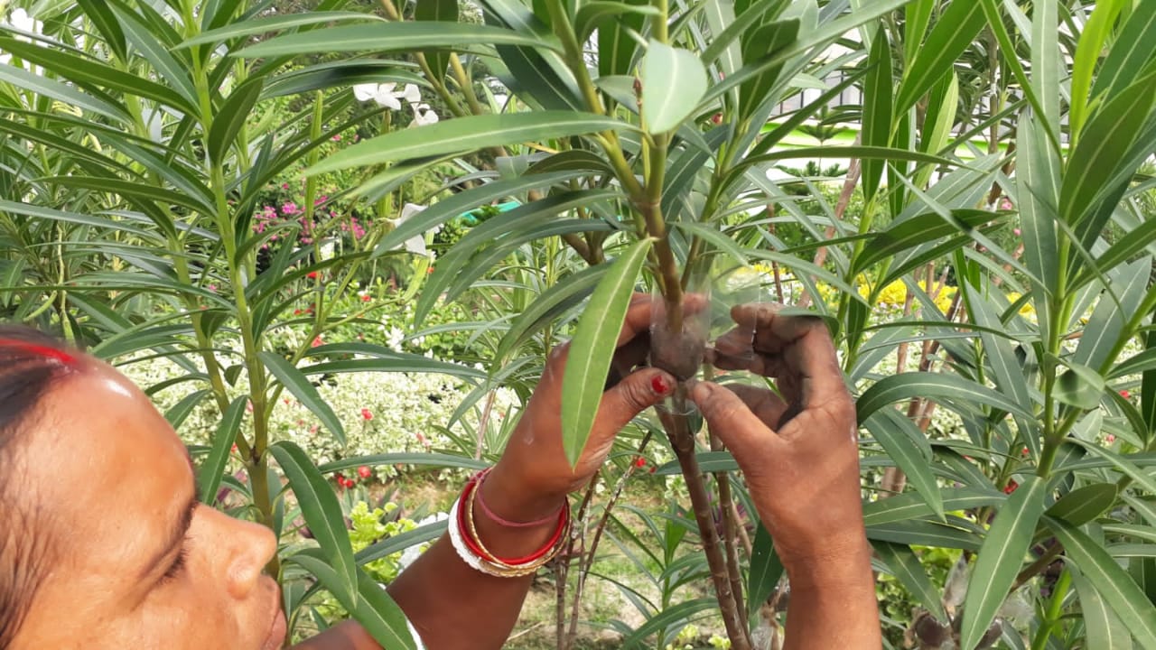 Grafting Of Oleander (karabi) Flower Is Going On At Mukti Nursery ...